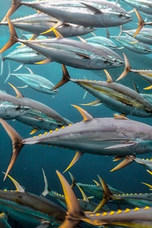 From Yaks to Yabby - A Guide to Animal Names Starting With Y