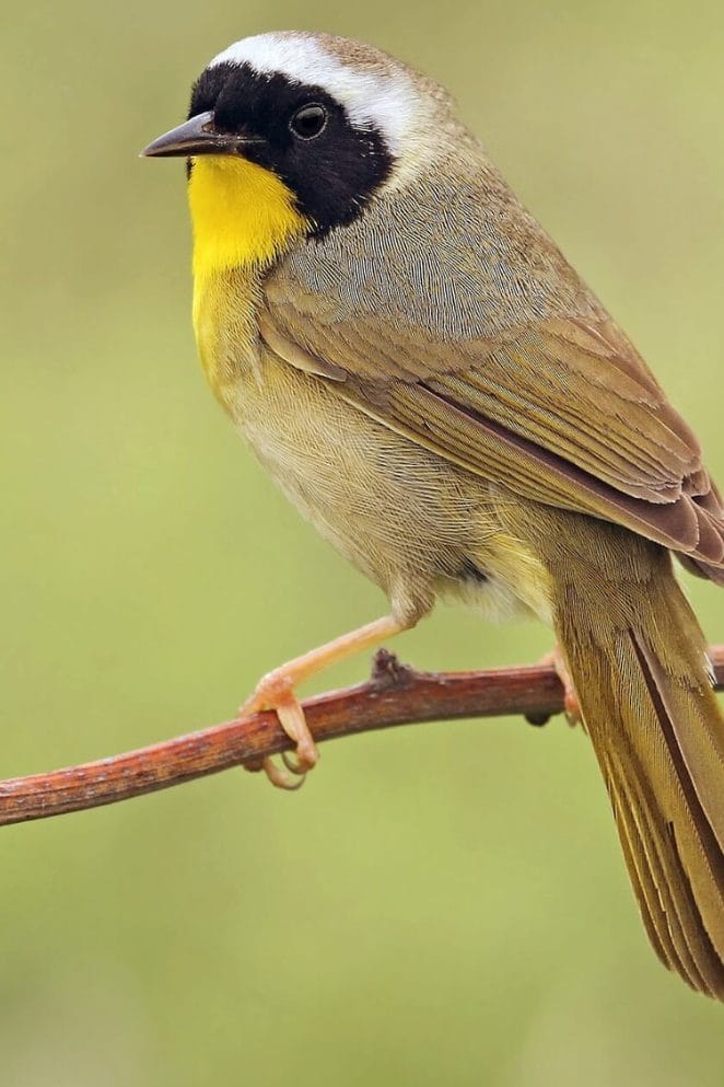 From Yaks to Yabby - A Guide to Animal Names Starting With Y