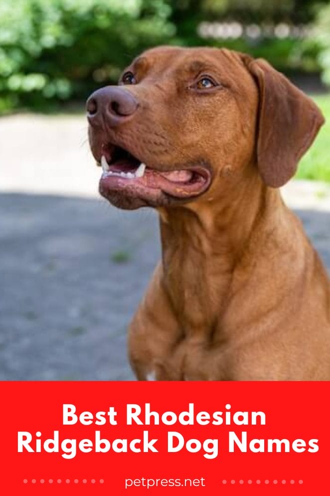 Top 150 Best Rhodesian Ridgeback Dog Names - PetPress