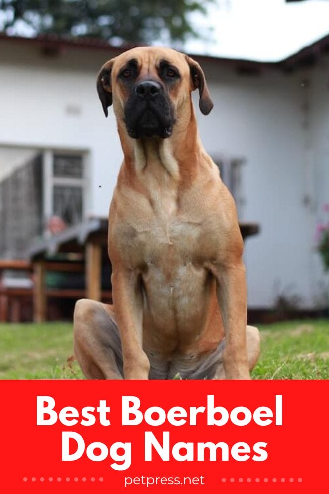 Top 79 Best Boerboel Dog Names