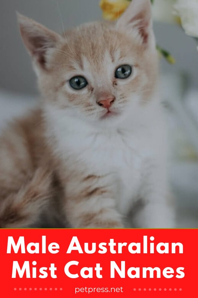 Top 50 Best Male Australian Mist Cat Names - PetPress