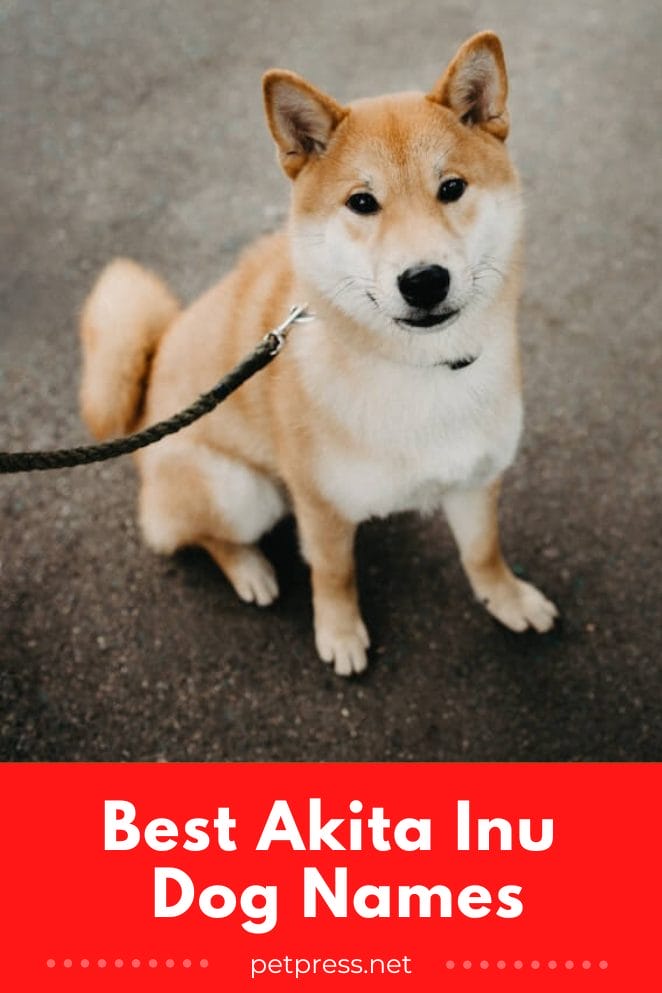 Top 138 Best Akita Inu Dog Names - PetPress