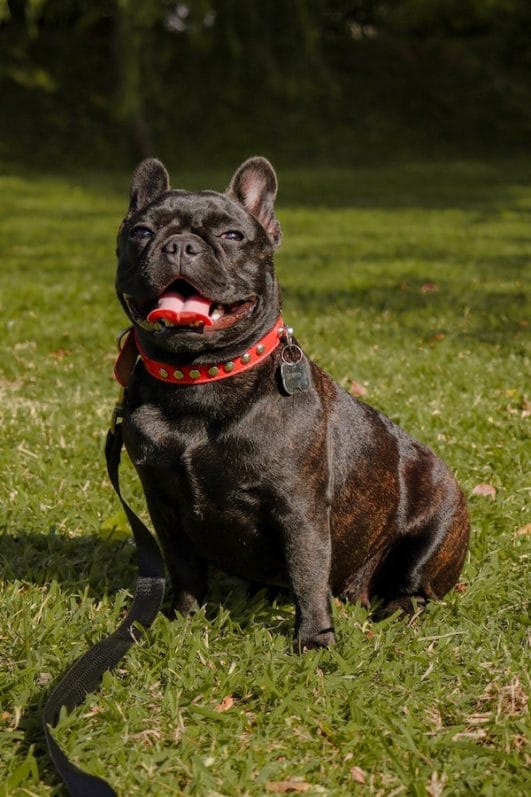 9 Techniques and Tips on How to Train a Stubborn Bulldog