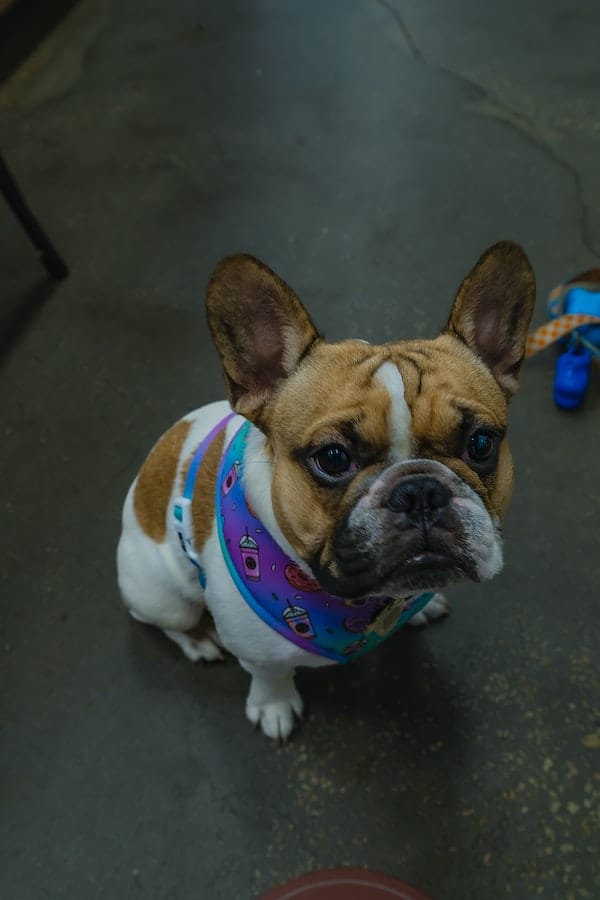 9 Techniques and Tips on How to Train a Stubborn Bulldog