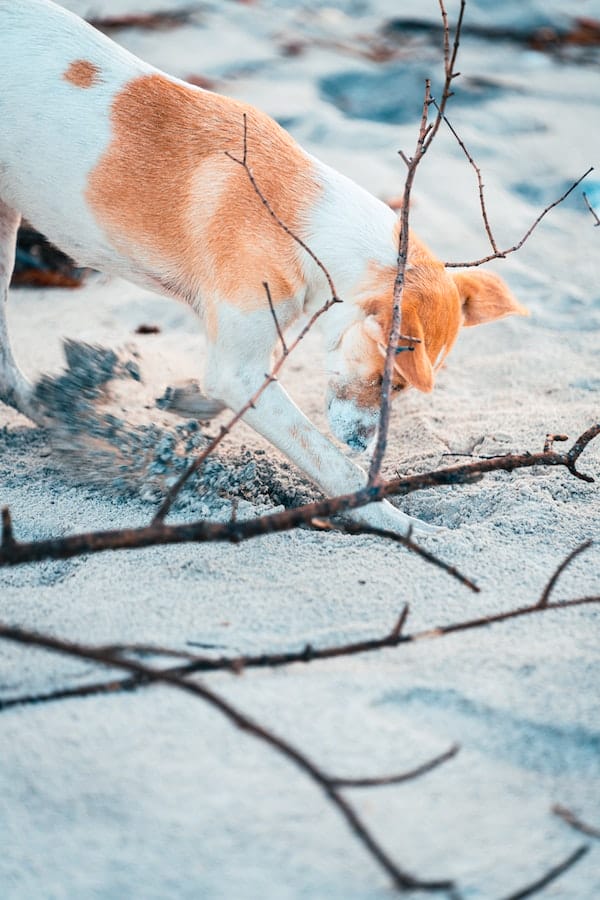 3 Reasons Why Do Dog Dig Holes & Ways to Manage It