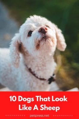 Woolly Wonders! 10 Dogs That Look Like A Sheep