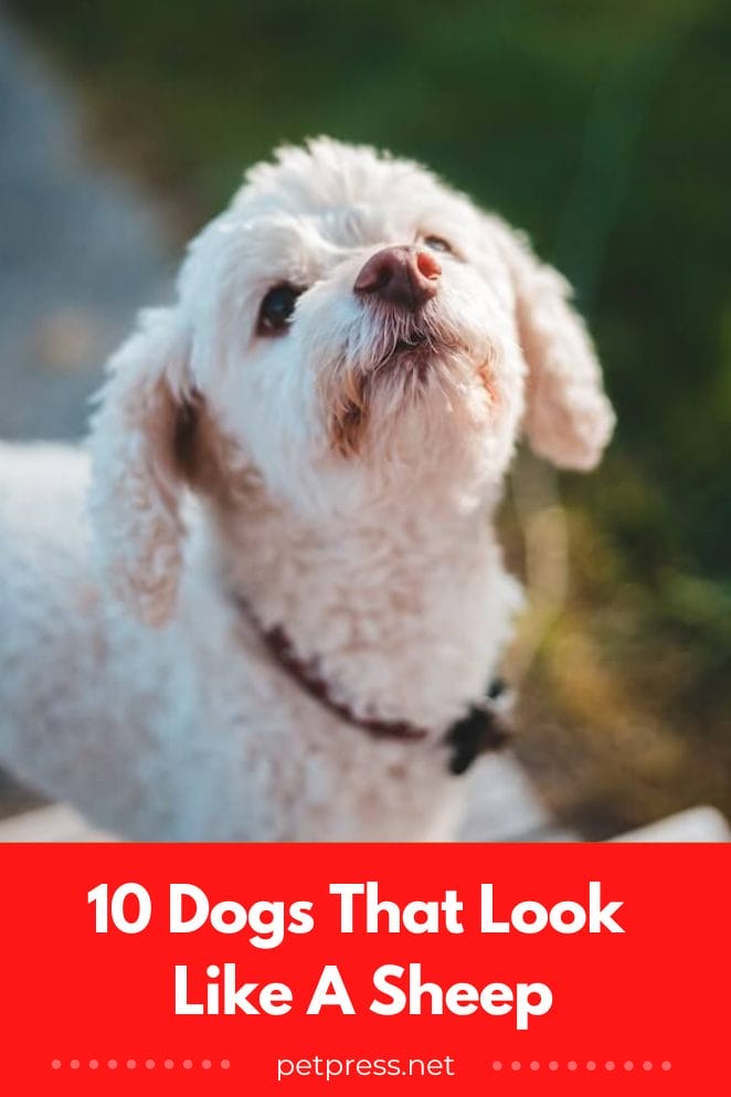 Woolly Wonders! 10 Dogs That Look Like A Sheep