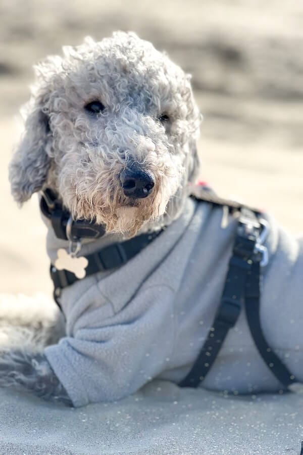 Woolly Wonders! 10 Dogs That Look Like A Sheep