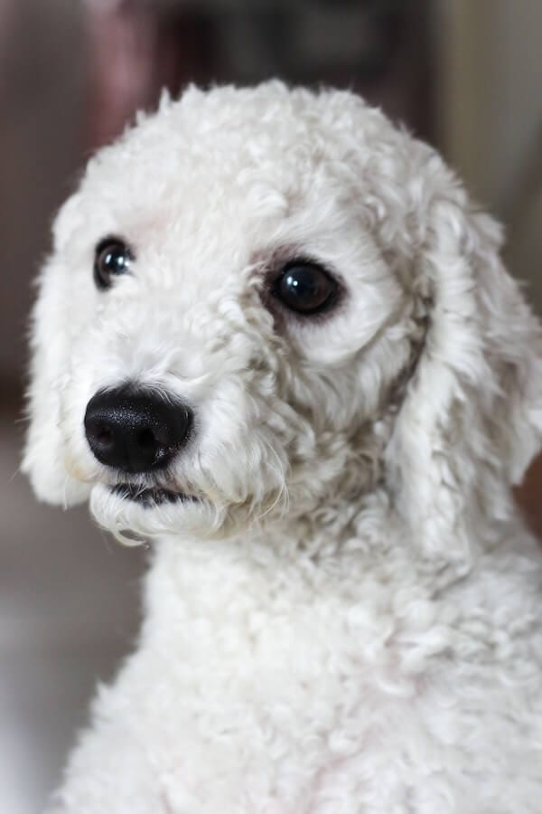 Woolly Wonders! 10 Dogs That Look Like A Sheep