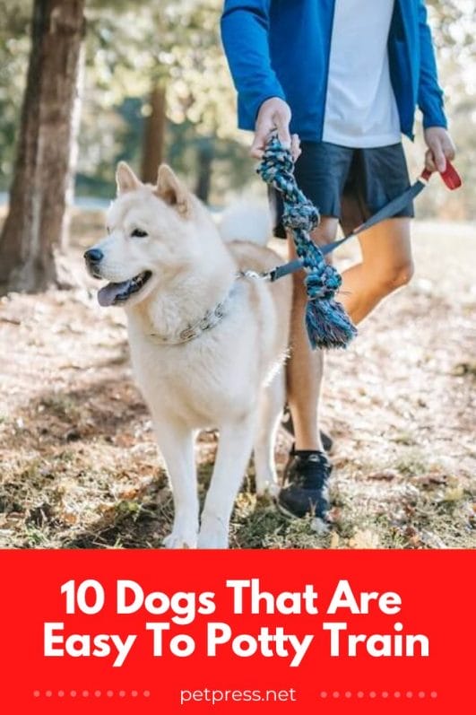 10 Dogs That Are Easy To Potty Train (Even For A Beginner)
