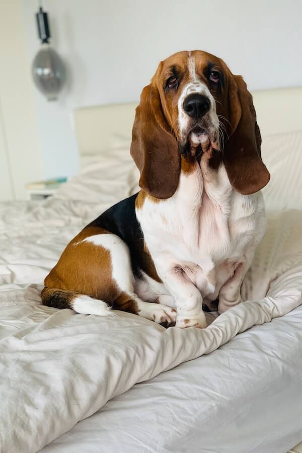 10 Dog Breeds That Can Be Left Alone (Without You Feeling Guilty)