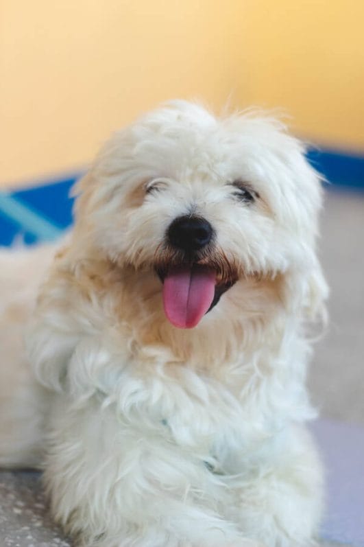8 Adorable Mop-Like Dog Breeds You Can’t Help But Love!