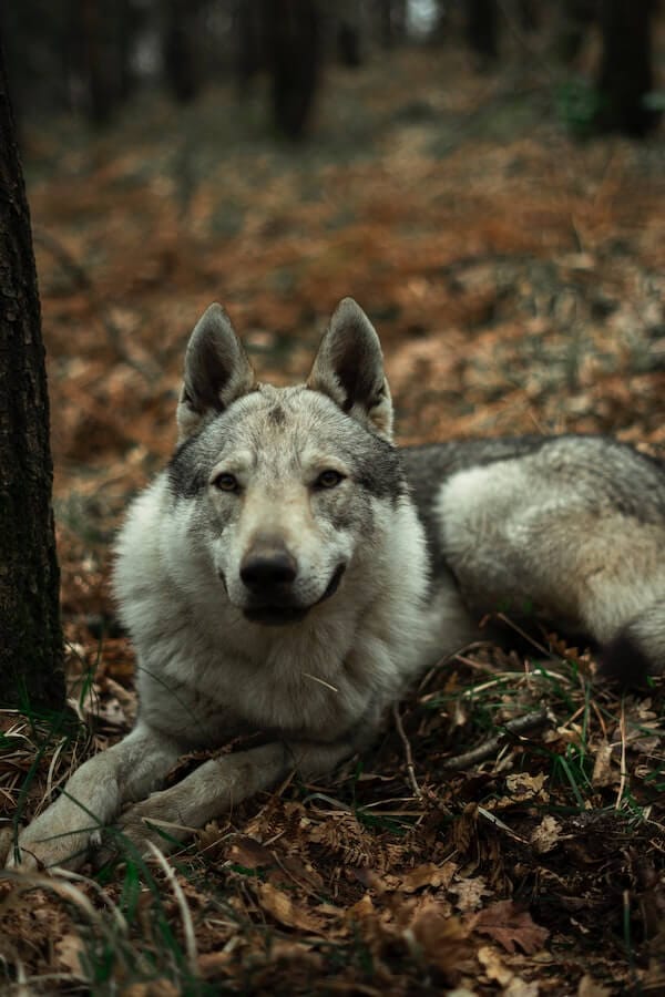 The Husky-Doppelgangers: 10 Dogs That Look Just Like Huskies!