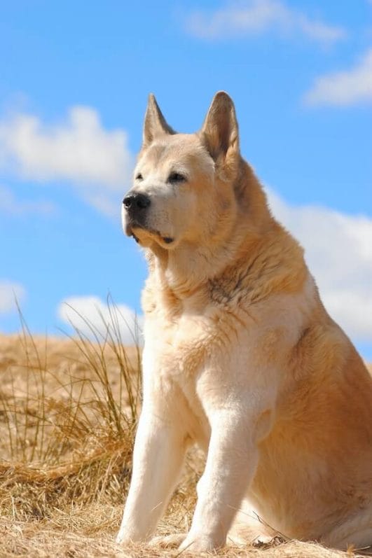 The Husky-Doppelgangers: 10 Dogs That Look Just Like Huskies!