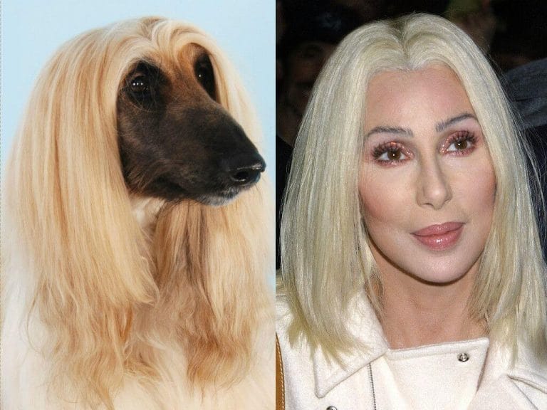 Fetching Look-Alikes: 15 Dogs Who Look Just Like Celebrities!