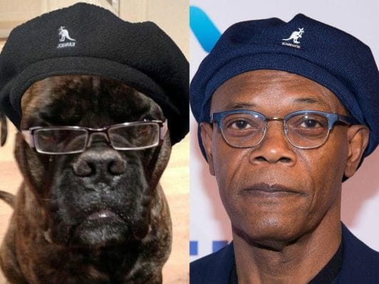 Fetching Look-Alikes: 15 Dogs Who Look Just Like Celebrities!