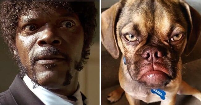 Fetching Look-Alikes: 15 Dogs Who Look Just Like Celebrities!