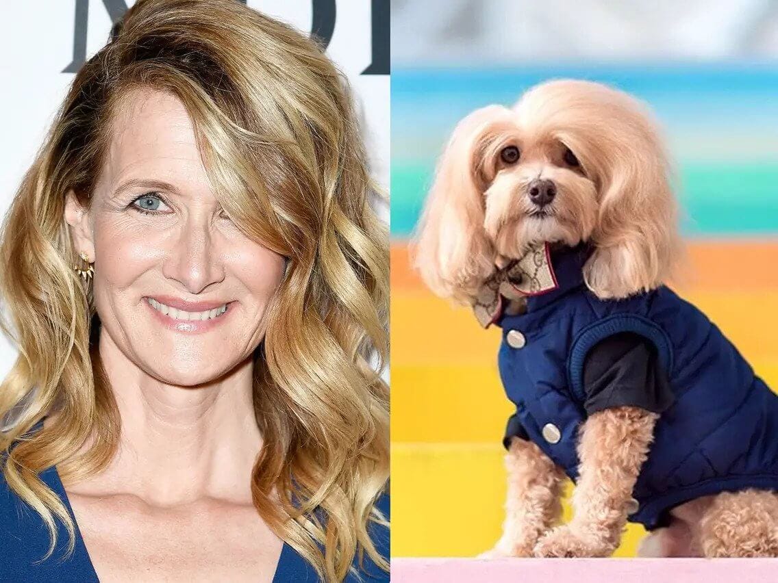 Fetching Look-Alikes: 15 Dogs Who Look Just Like Celebrities!