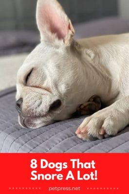 Snooze Fest! 8 Dogs That Snore the Loudest & How to Help Them