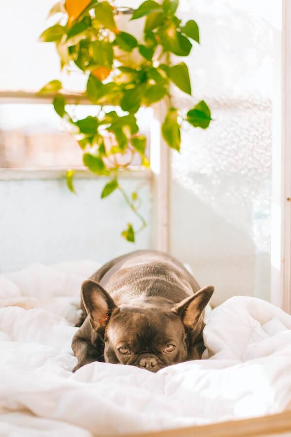 Snooze Fest! 8 Dogs That Snore the Loudest & How to Help Them