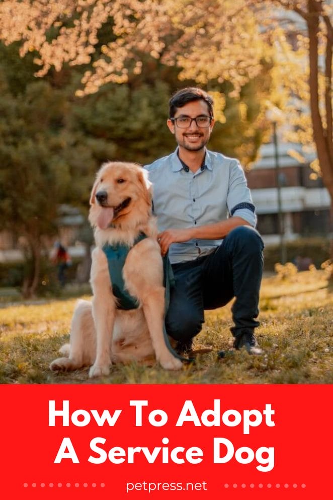 How To Adopt A Service Dog: Everything You Need To Know