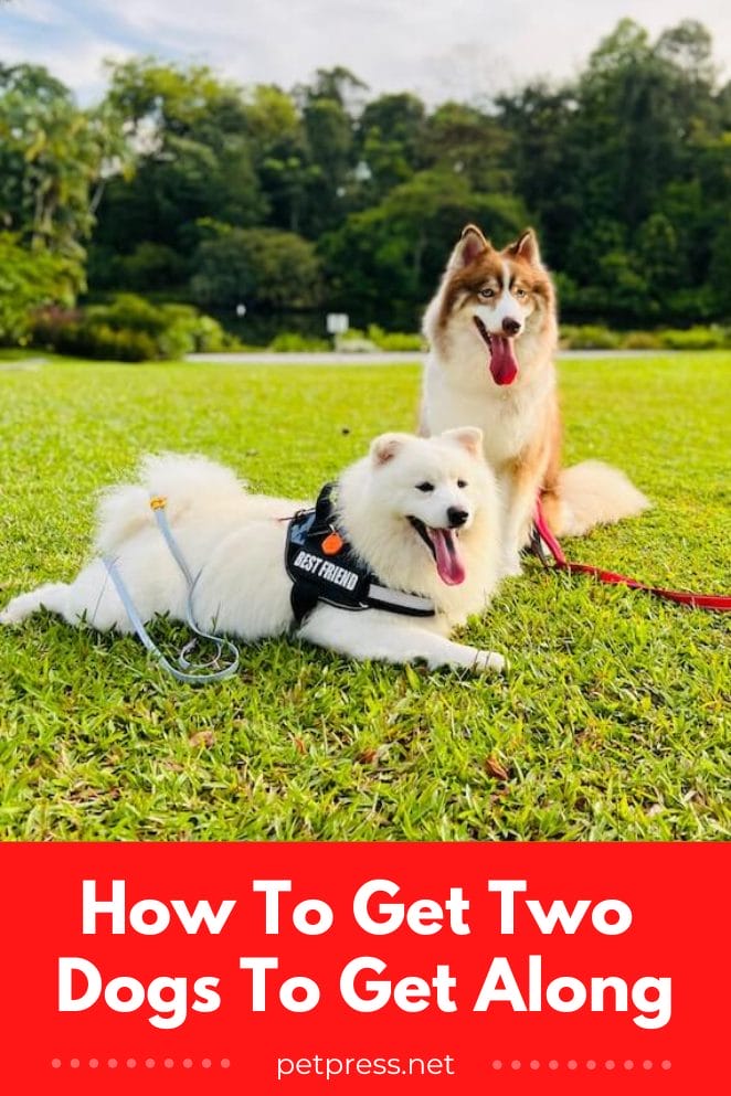 How to get two dogs to get along: Putting the Woof in Teamwork
