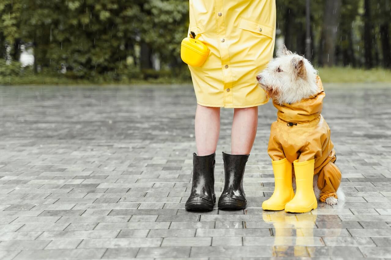 Beat the Rainy Blues with These Fun Dog Care Tips!