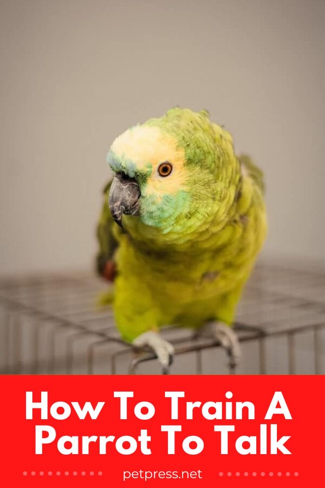 7-Step Guide To Training Your Parrot to Talk Like a Pro