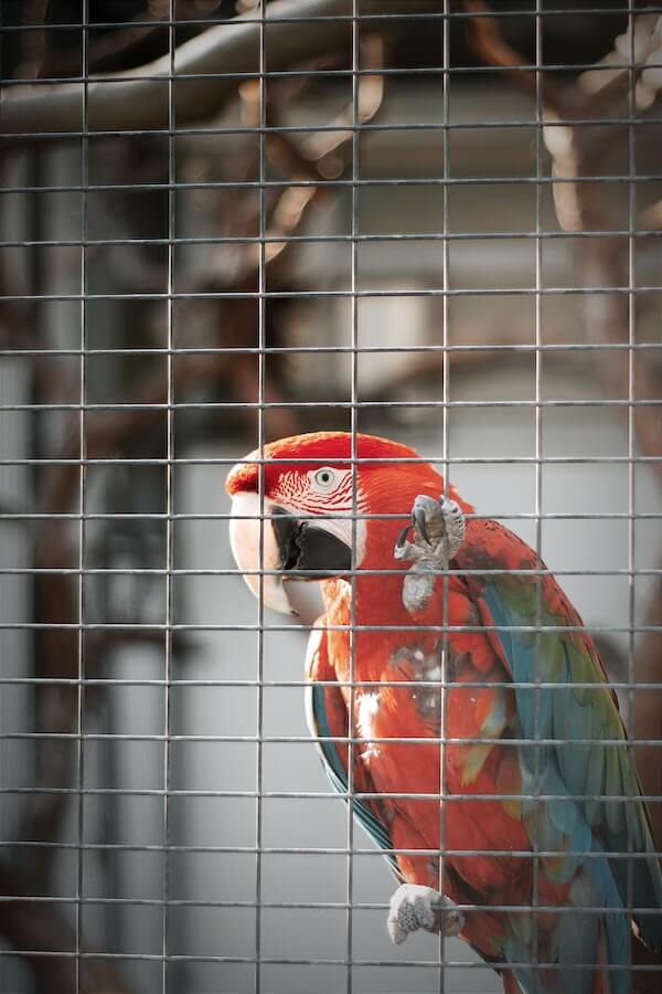 7-Step Guide To Training Your Parrot to Talk Like a Pro