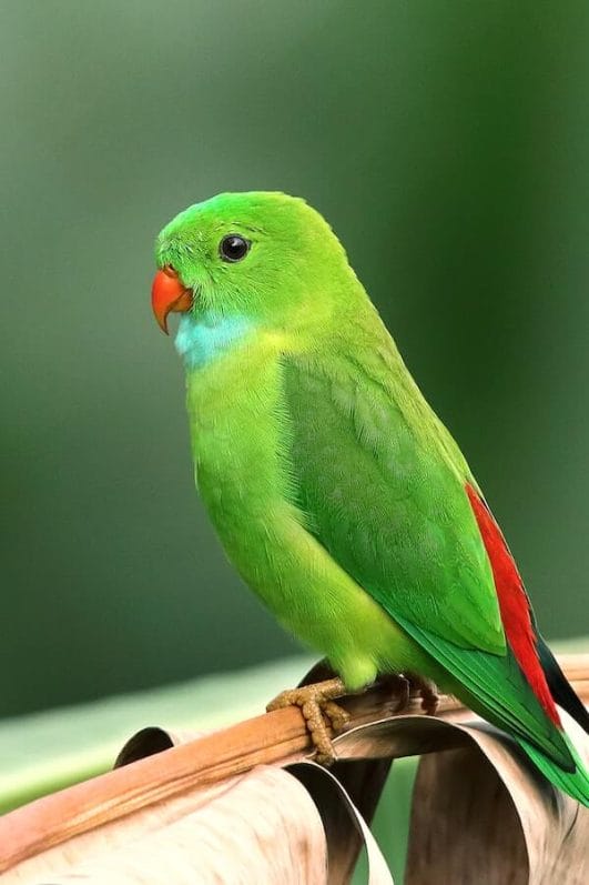 7-Step Guide To Training Your Parrot to Talk Like a Pro