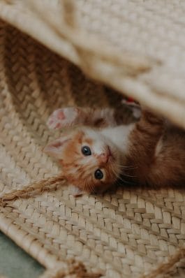 7 Common Reasons & Meanings Behind Why Do Cats Roll Around