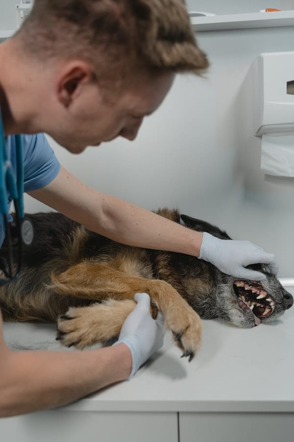 Do Dogs Lose Teeth? Protecting Your Dog's Dental Health