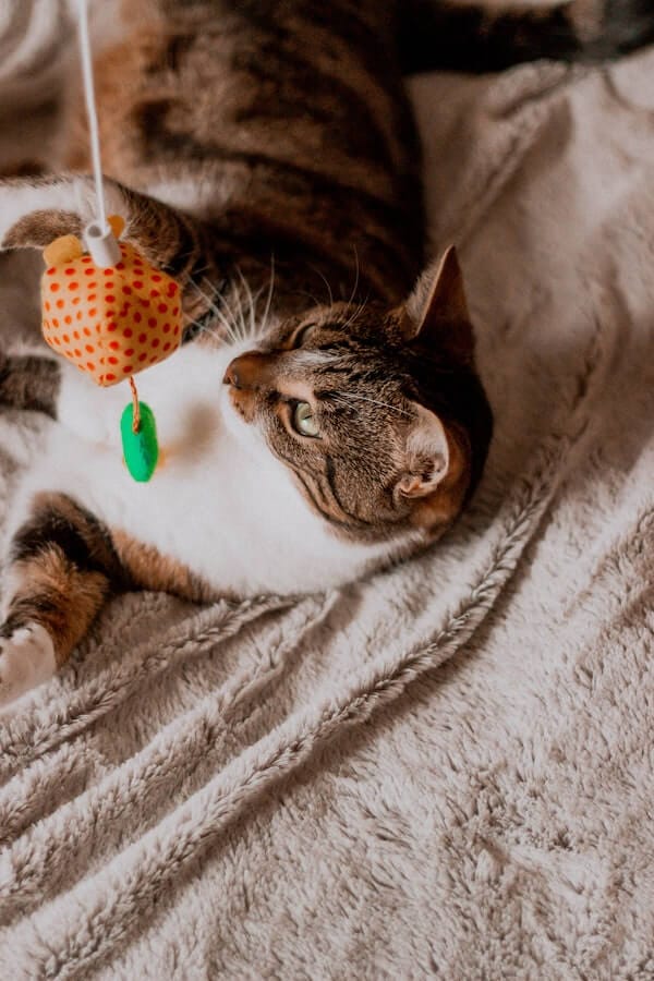 What Makes Kittens So Playful? A Guide to Feline Fun!