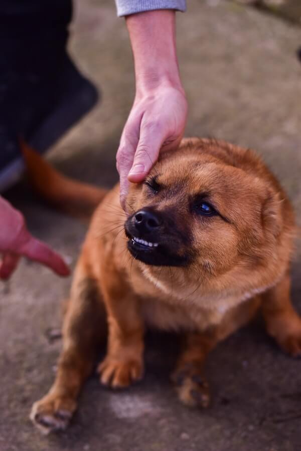 Aggression In Little Dogs: Why Small Dogs Often Pack a Big Bite