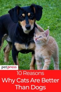 10 Reasons Why Cats Are Better Than Dogs And Make Great Pets