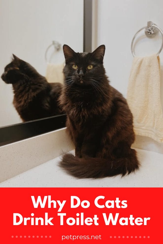 Revealed: Why Do Cats Drink Toilet Water and How to Stop It