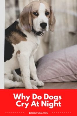 The Mystery of the Midnight Howls: Why Do Dogs Cry at Night?