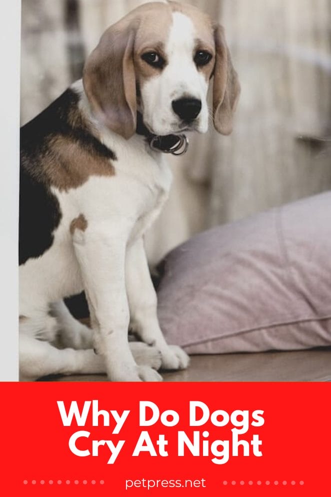 The Mystery of the Midnight Howls: Why Do Dogs Cry at Night?