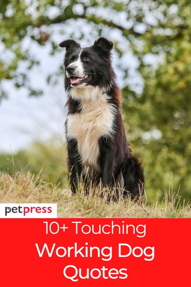 10+ Working Dog Quotes: Valuing Our Canine Companions