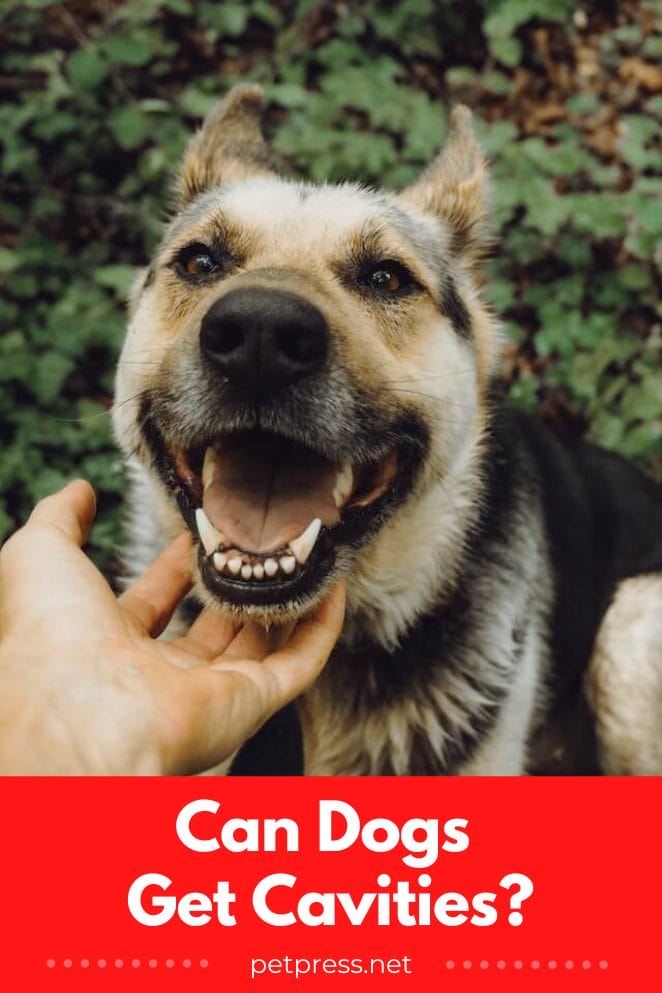 Can Dogs Get Cavities? A Guide to Oral Hygiene For Dogs