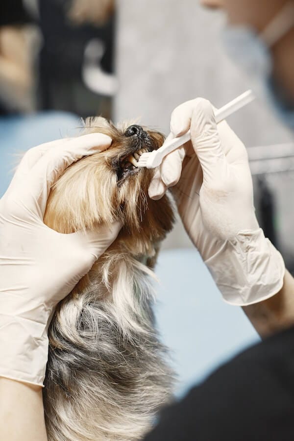 Can Dogs Get Cavities? A Guide to Oral Hygiene For Dogs