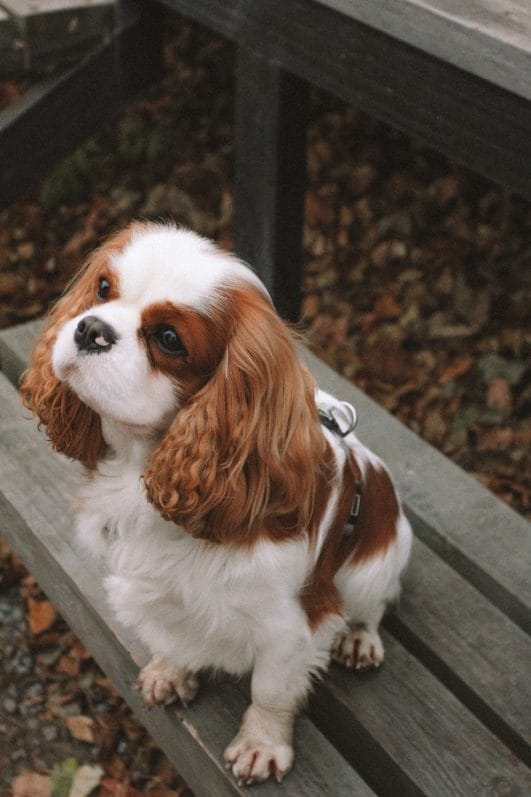 Top 10 Popular Types of Spaniels That You Should Know