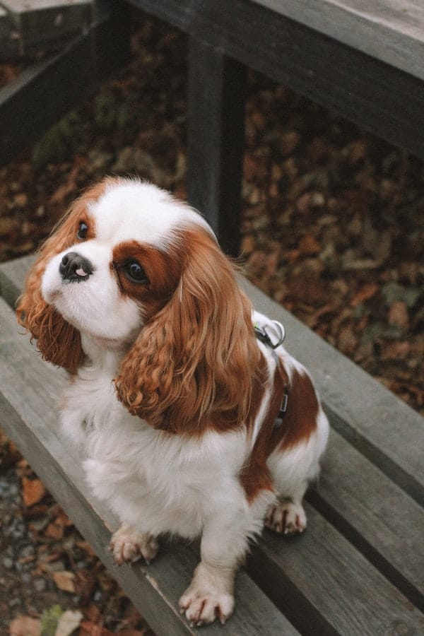 Top 10 Popular Types of Spaniels That You Should Know