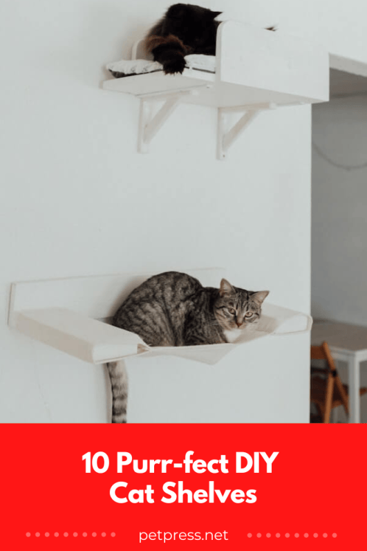 10 DIY Cat Shelves That Look Purr-fectly Fabulous