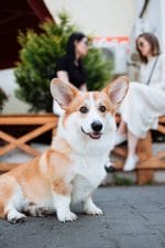 Do Corgis Bark A Lot? Understanding The Corgi Chatter