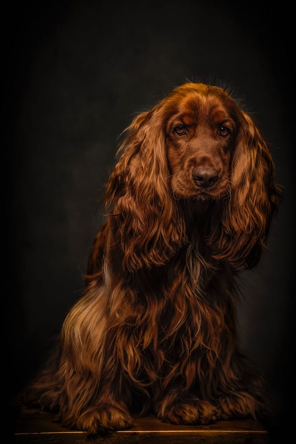 Top 10 Popular Types of Spaniels That You Should Know