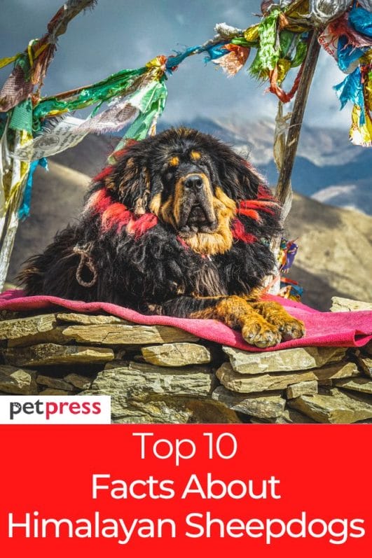 Top 10 Facts About Himalayan Sheepdogs That You Should Know