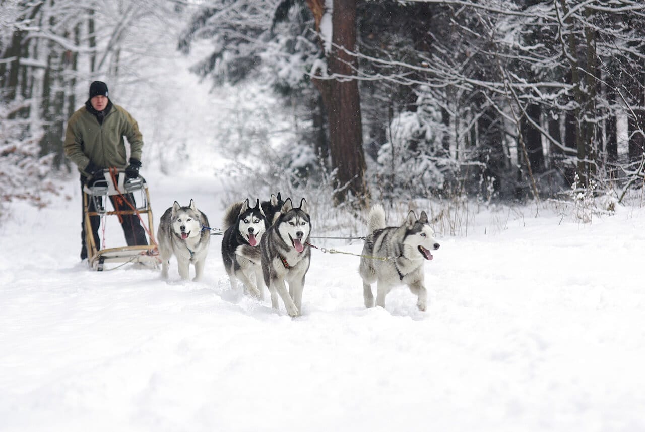 9 Unbelievable Facts About Sled Dogs That Will Blow Your Mind!