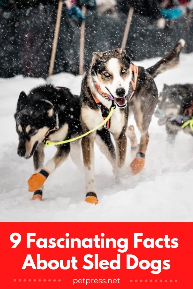 9 Unbelievable Facts About Sled Dogs That Will Blow Your Mind!