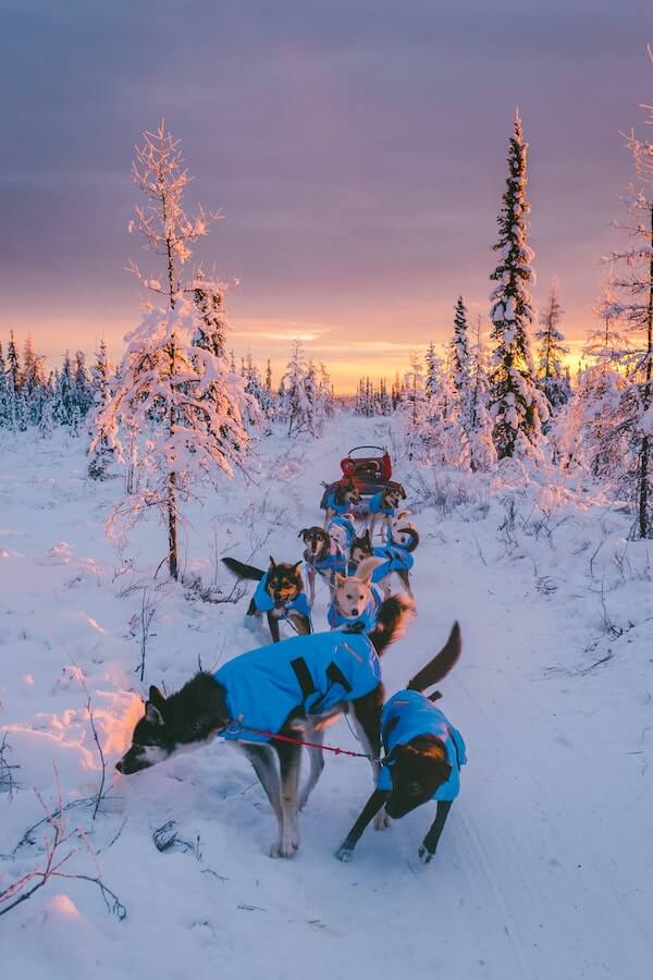 9 Unbelievable Facts About Sled Dogs That Will Blow Your Mind!